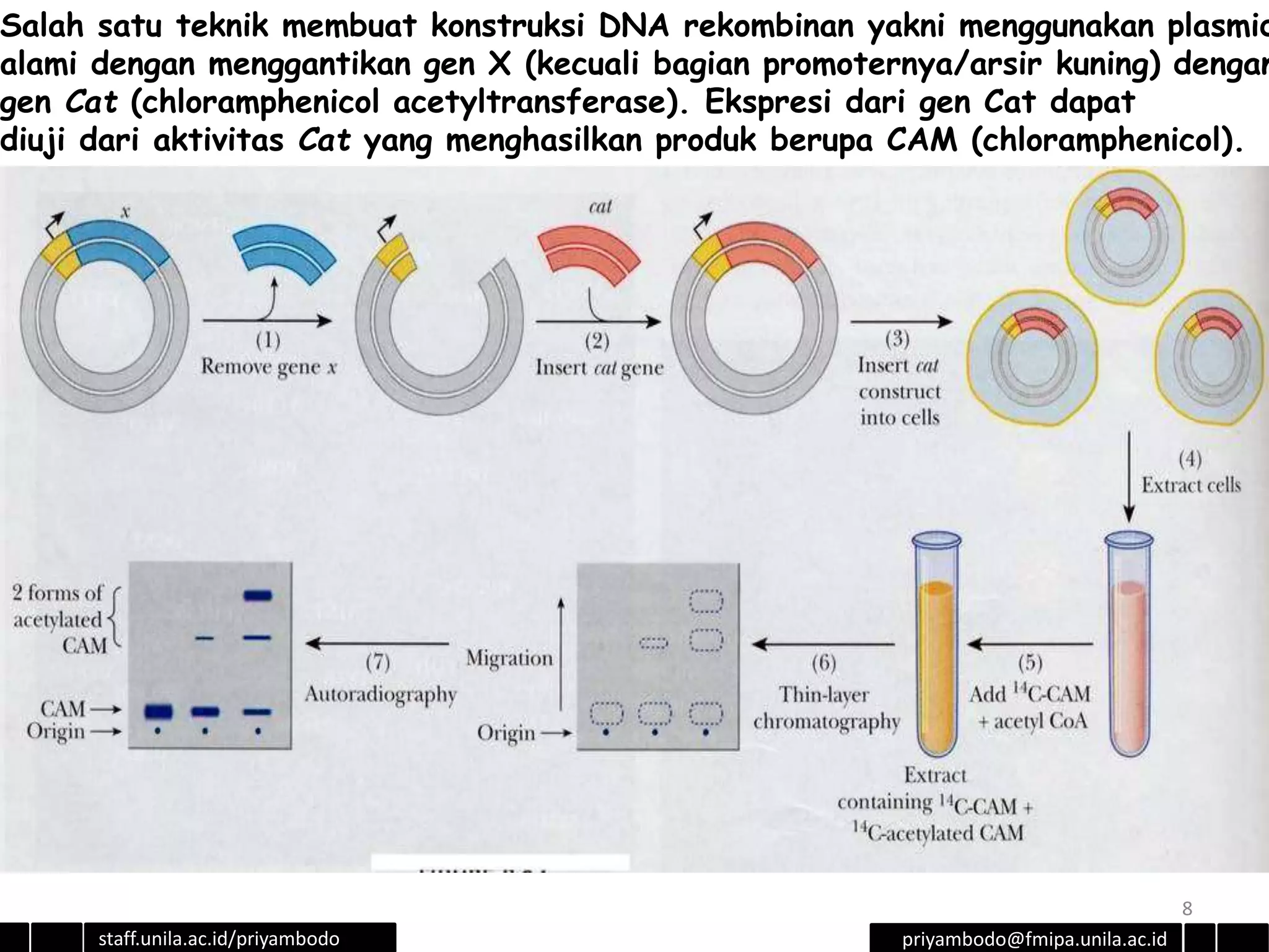 Genetika-A-Rekombinasi.pdf