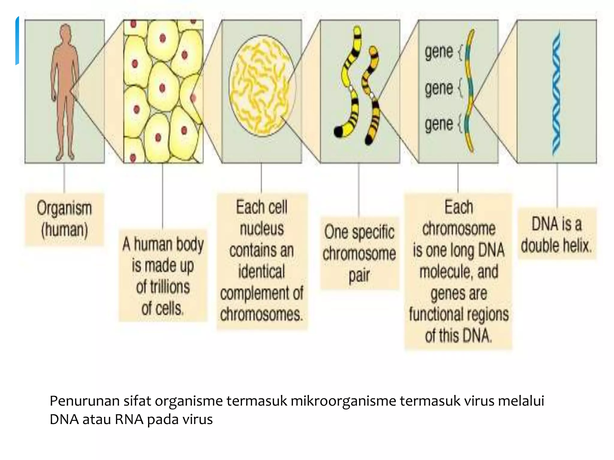 Genetika dan biologi molekuler mikroorganisme | PPTX