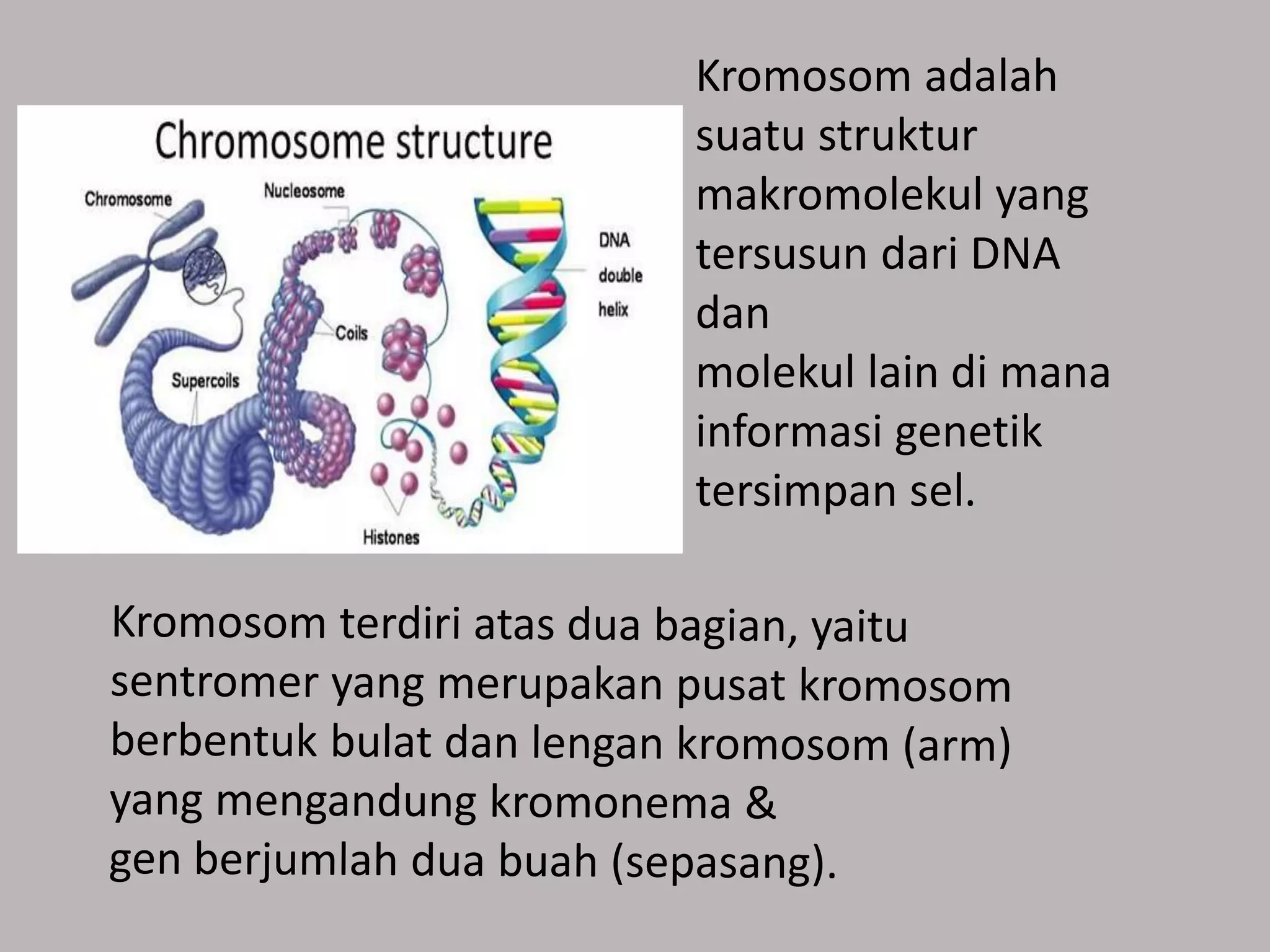GENETIKA DAN EVOLUSI.pptx