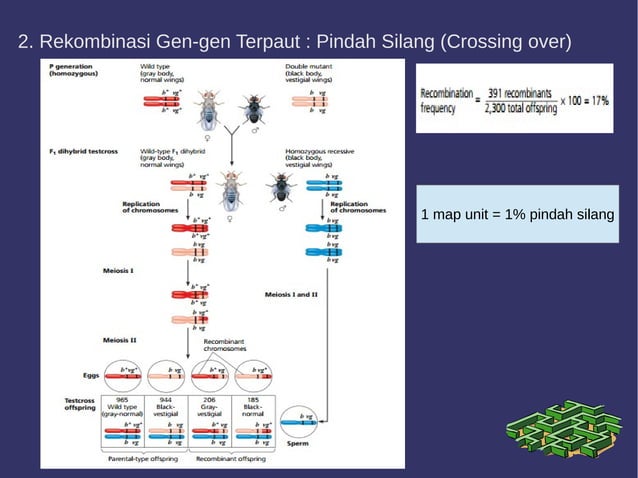 GENETIKA DAN EVOLUSI.pdf