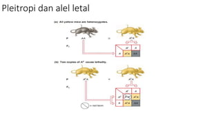 Genetika mendel dasar, extension mendel, multifaktorial (penetrasi ...