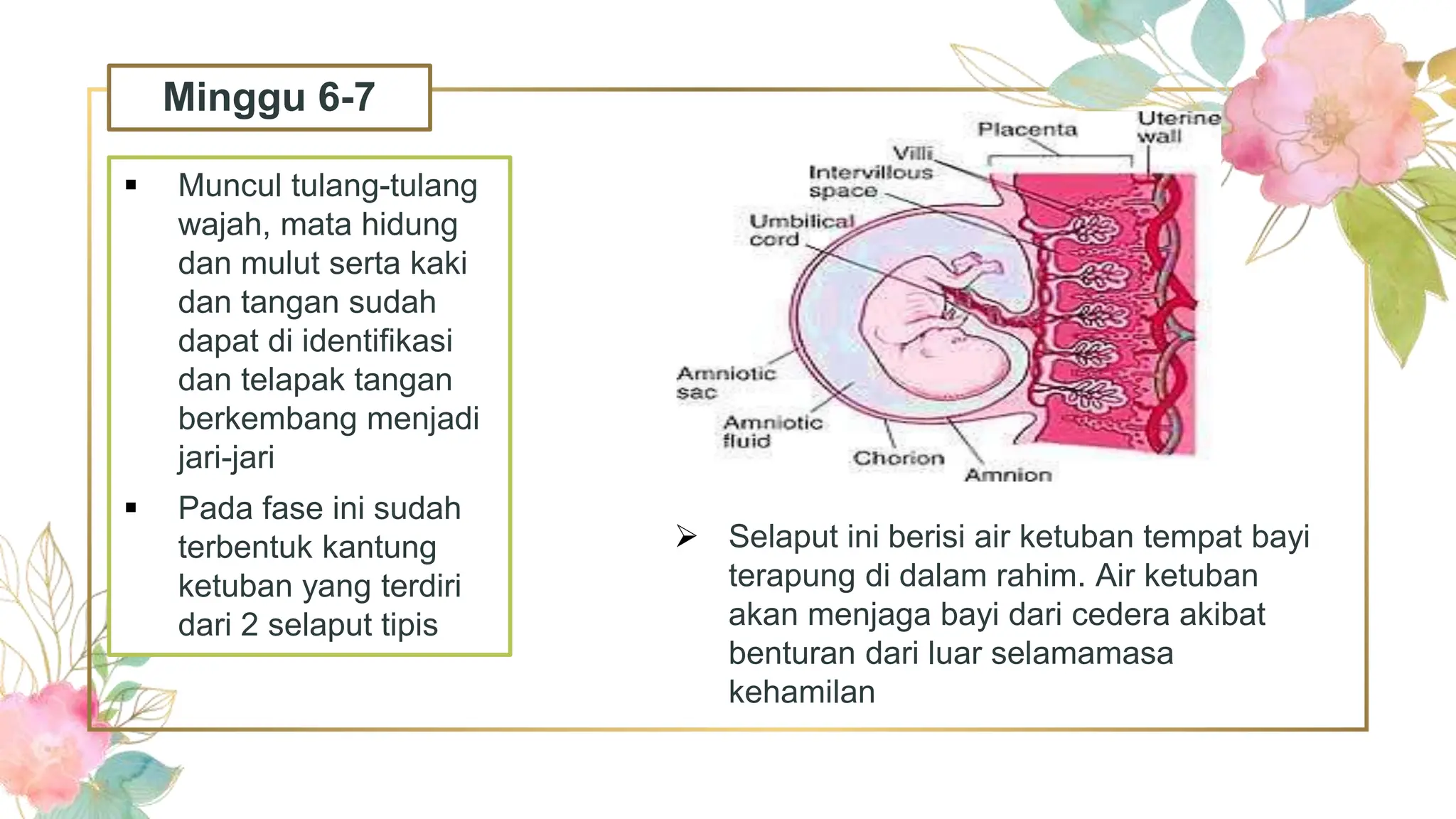 Genetika Pembentukan Organ reproduksi.pptx
