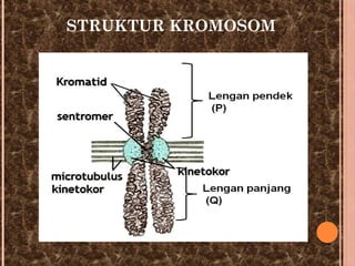 GENETIKA_PEWARISAN_SIFAT Pada manusia .pptx