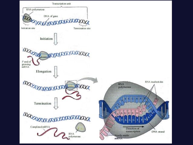 Genes and genomes: why do we look like our parents | PPT
