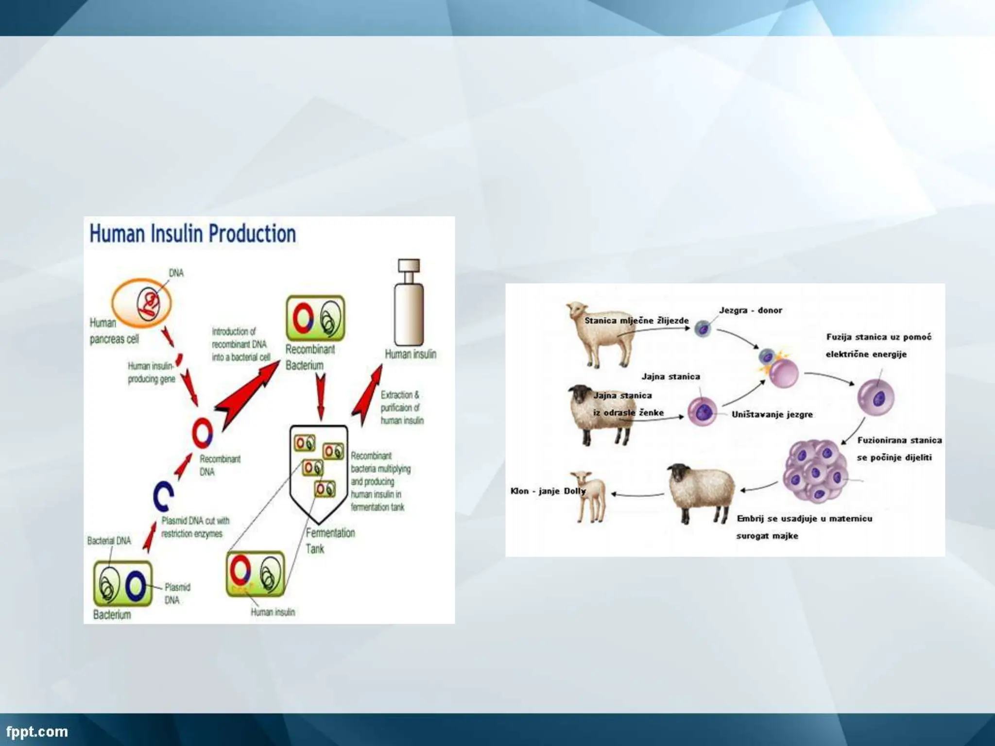 genetika sta je.Mendelova genetika pptx.ppt