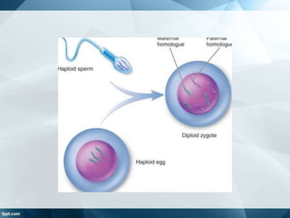 genetika sta je.Mendelova genetika pptx.ppt