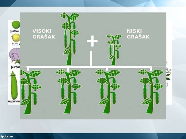 genetika sta je.Mendelova genetika pptx.ppt