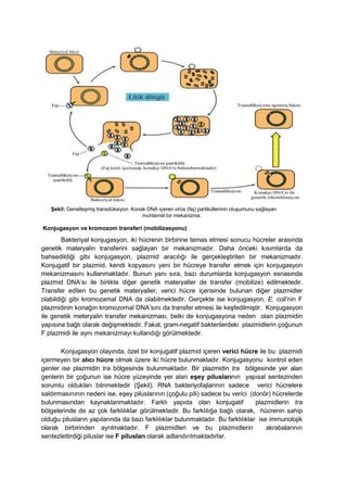 GENETİK REKOMBİNASYON.pptx