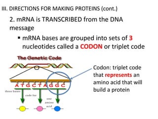 Gene to protein ss | PPT