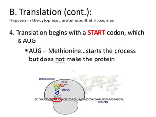 Gene to protein ss | PPT