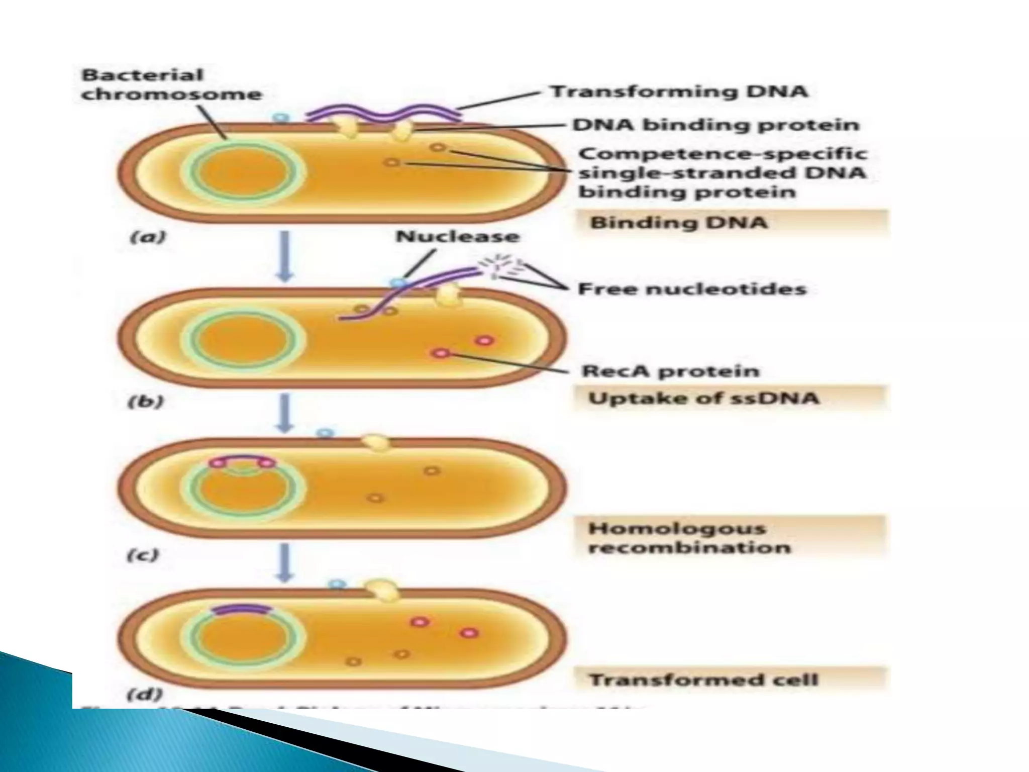 Gene tranfer method | PPTX
