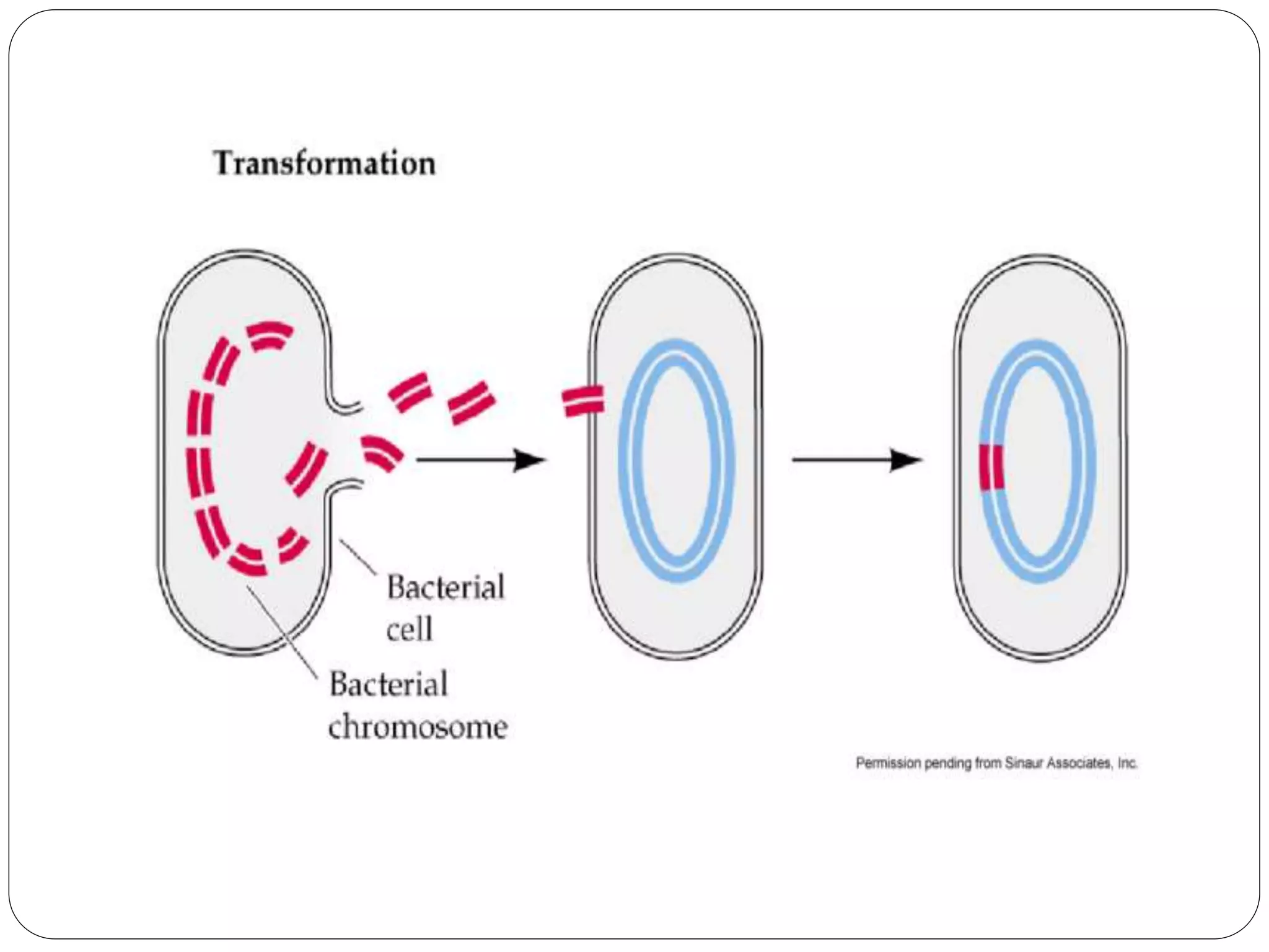 Gene transfection or Method of gene transfer | PPTX