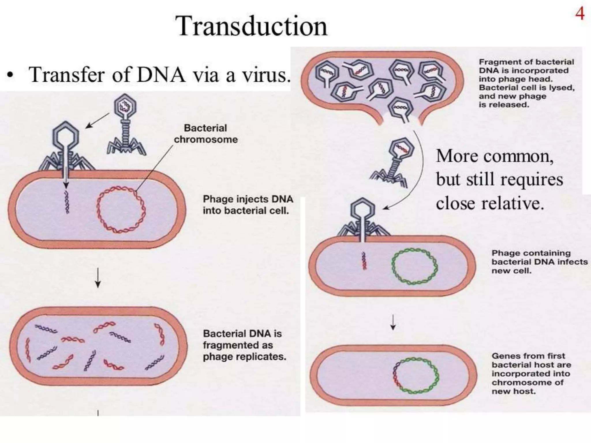 Gene transfection or Method of gene transfer | PPTX