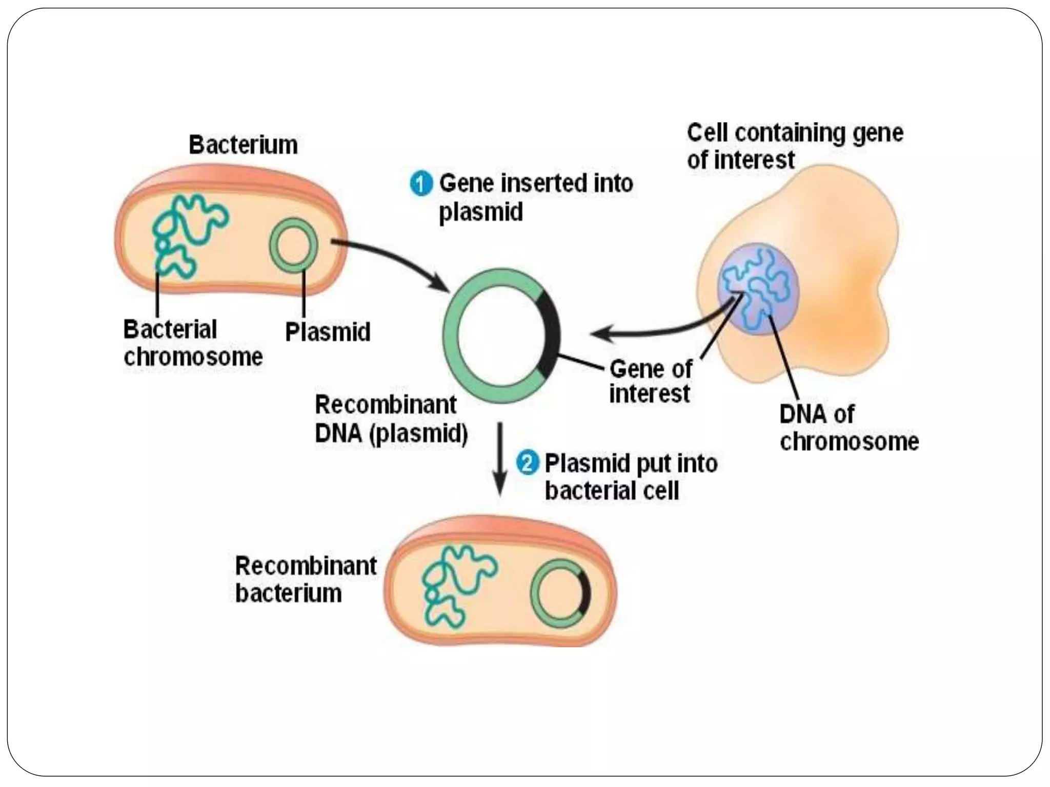 Gene transfection or Method of gene transfer | PPTX
