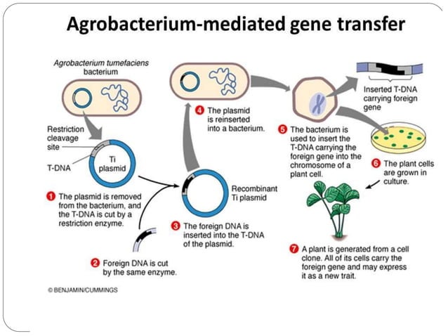 Gene transfection or Method of gene transfer | PPT