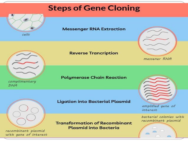 Gene transfection or Method of gene transfer | PPT