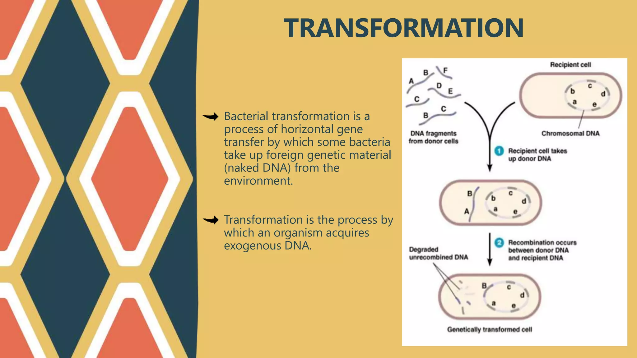 Gene Transfer.pptx