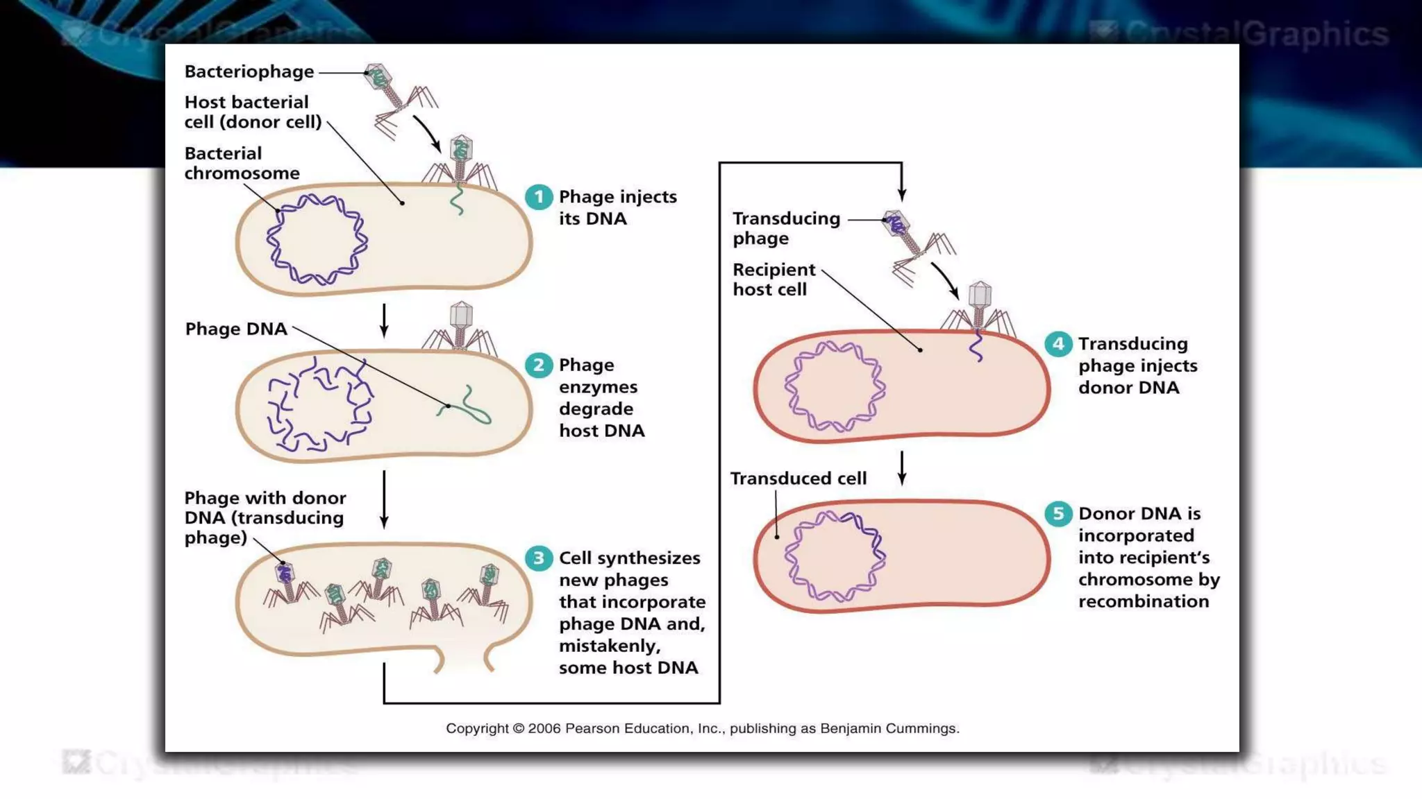 Gene transfer (2) | PPTX