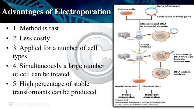 Gene transfer (2)