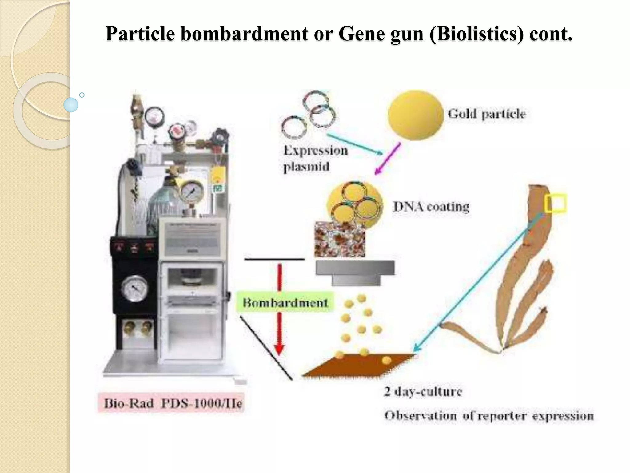 Gene transfer in animals | PPTX
