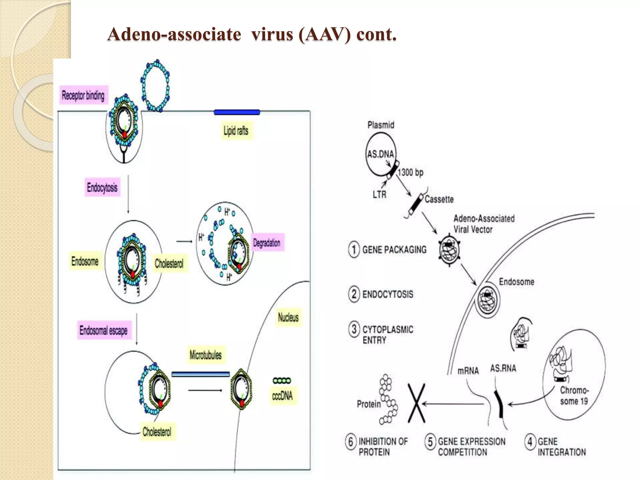 Gene transfer in animals | PPTX
