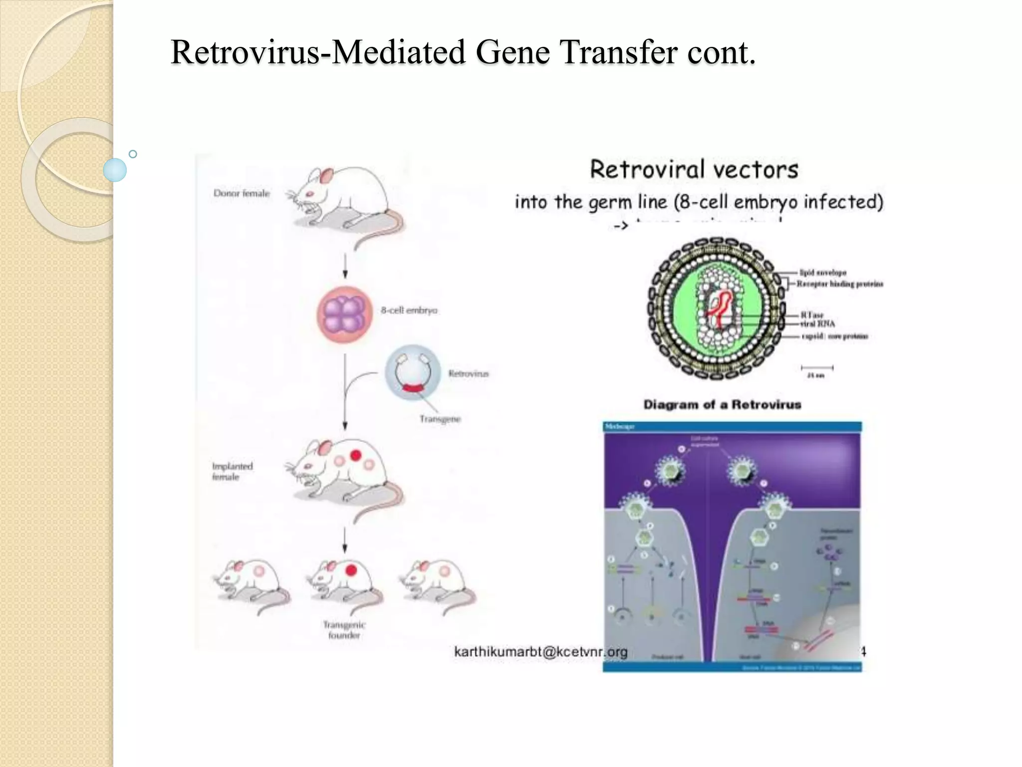 Gene transfer in animals | PPTX