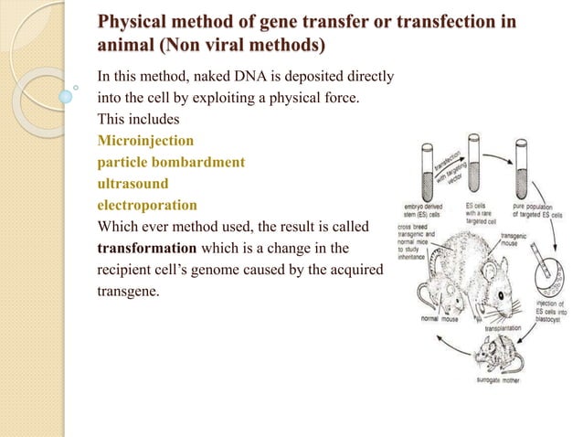 Gene transfer in animals | PPTX | Biological Sciences | Science