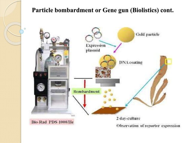 Gene transfer in animals | PPTX | Biological Sciences | Science