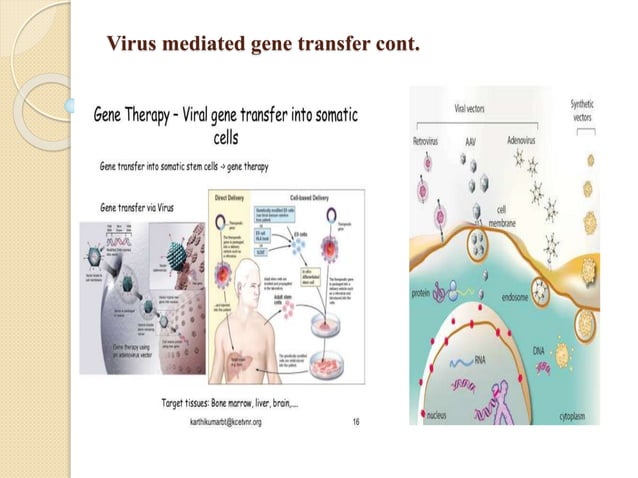 Gene transfer in animals | PPTX | Biological Sciences | Science