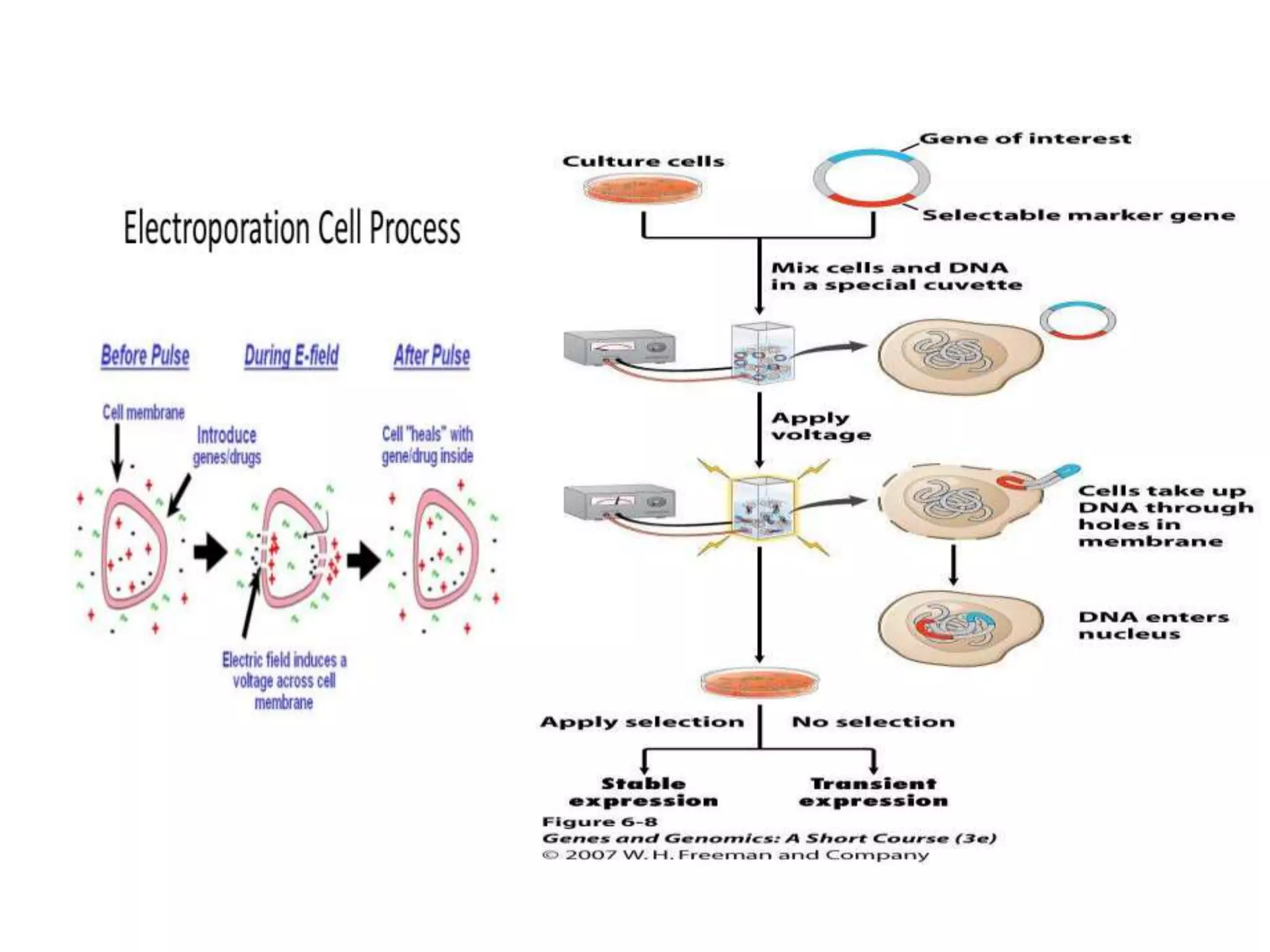 GENE TRANSFER METHODS IN ANIMALS | PPTX