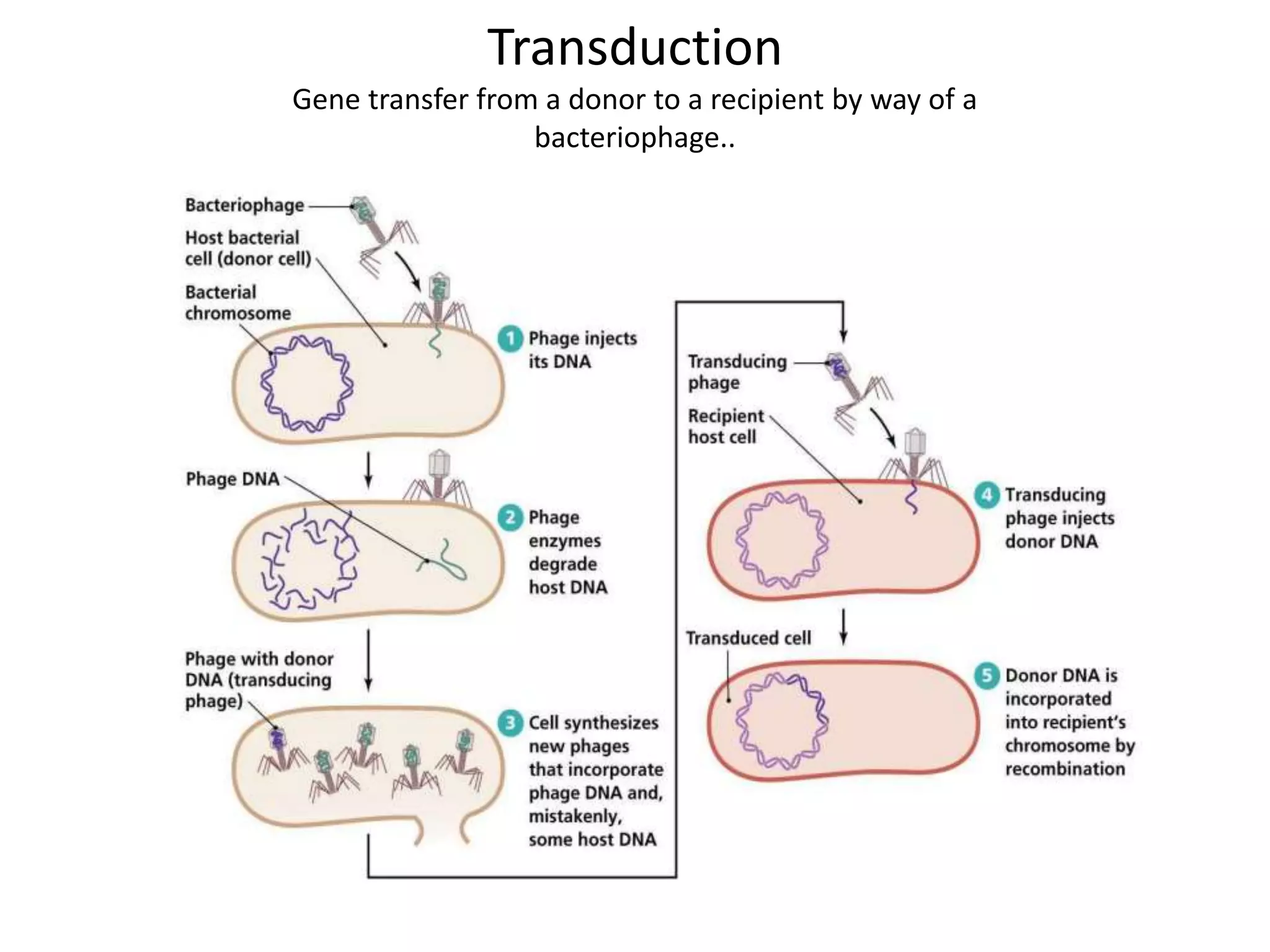 GENE TRANSFER METHODS IN ANIMALS | PPTX