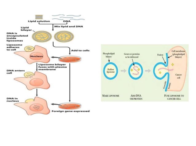 GENE TRANSFER METHODS IN ANIMALS | PPTX