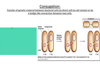 GENE TRANSFER METHODS IN ANIMALS | PPTX