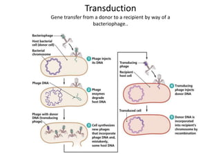 GENE TRANSFER METHODS IN ANIMALS | PPTX