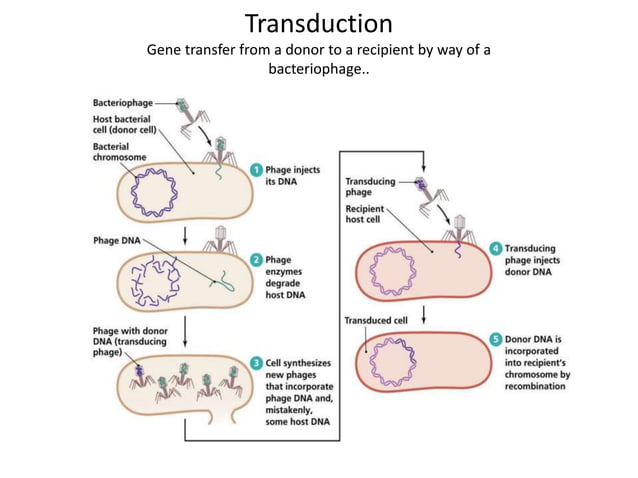 GENE TRANSFER METHODS IN ANIMALS | PPTX