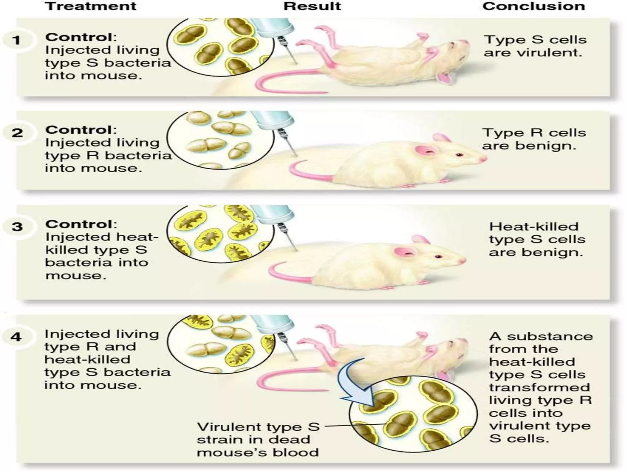 Gene transfer in bacteria | PPTX