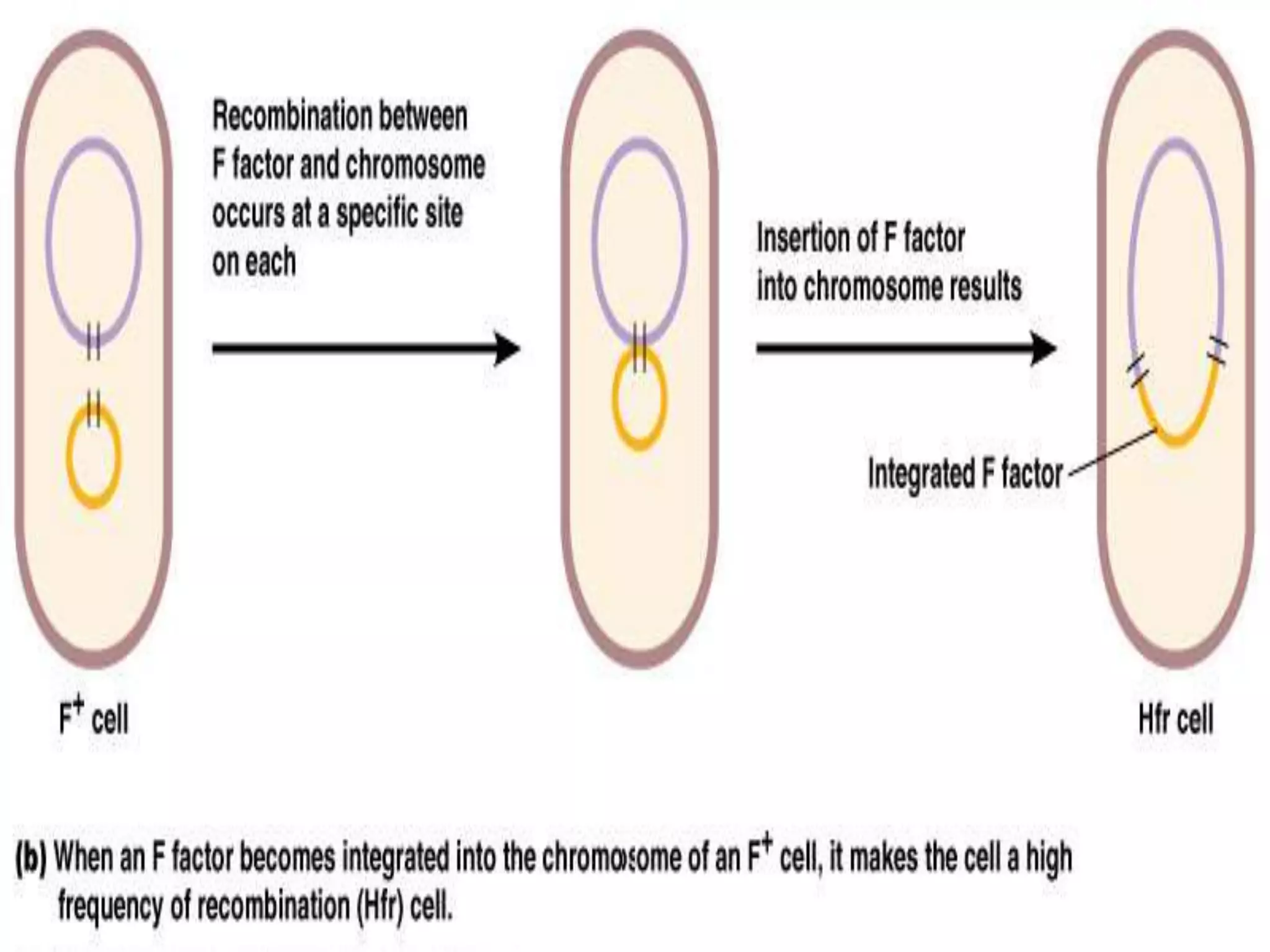 Gene transfer in bacteria | PPTX