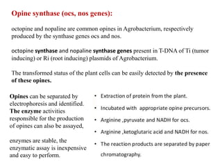 Gene transfer in plant-2.pptx