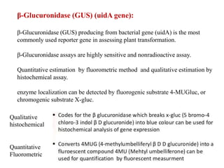 Gene transfer in plant-2.pptx