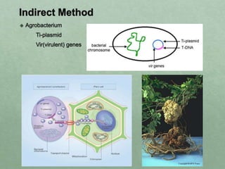 Gene transfer in plants | PPTX