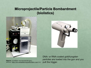 Gene transfer in plants | PPTX