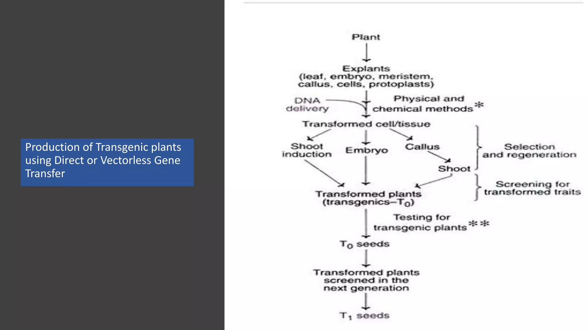 Gene transfer in plants | PPTX