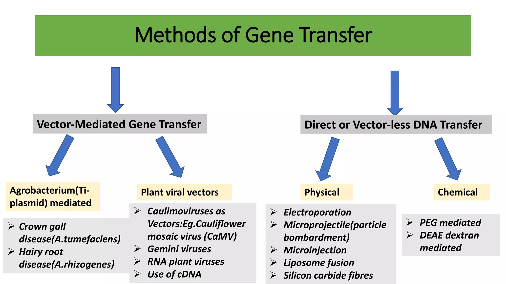 Gene transfer in plants | PPTX