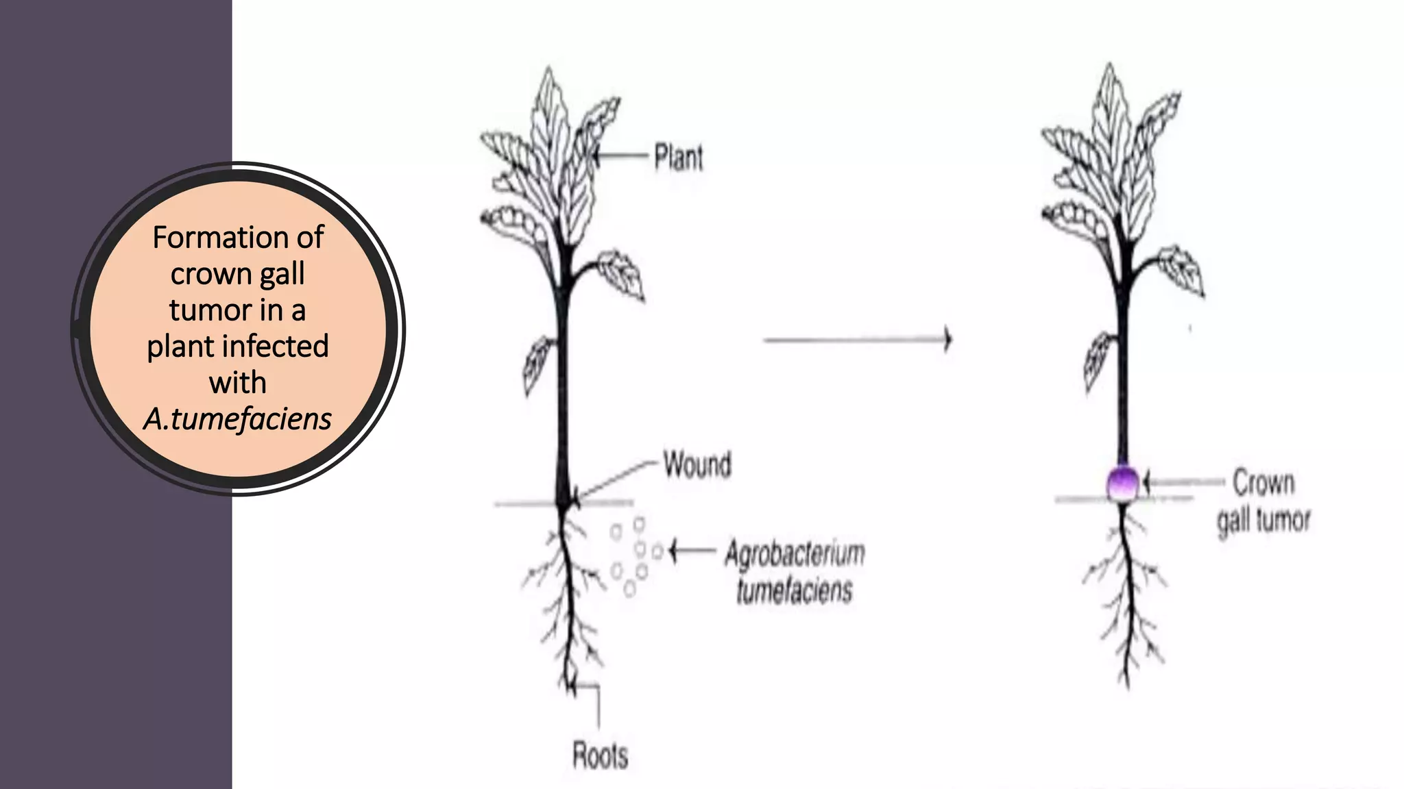 Gene transfer in plants | PPTX