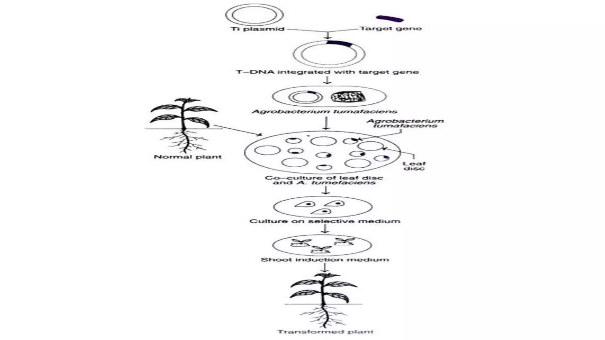 Gene transfer in plants | PPTX