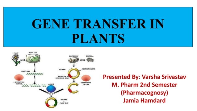 Gene transfer in plants | PPTX | Biological Sciences | Science