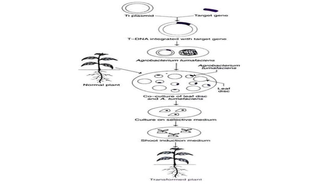 Gene transfer in plants | PPTX | Biological Sciences | Science