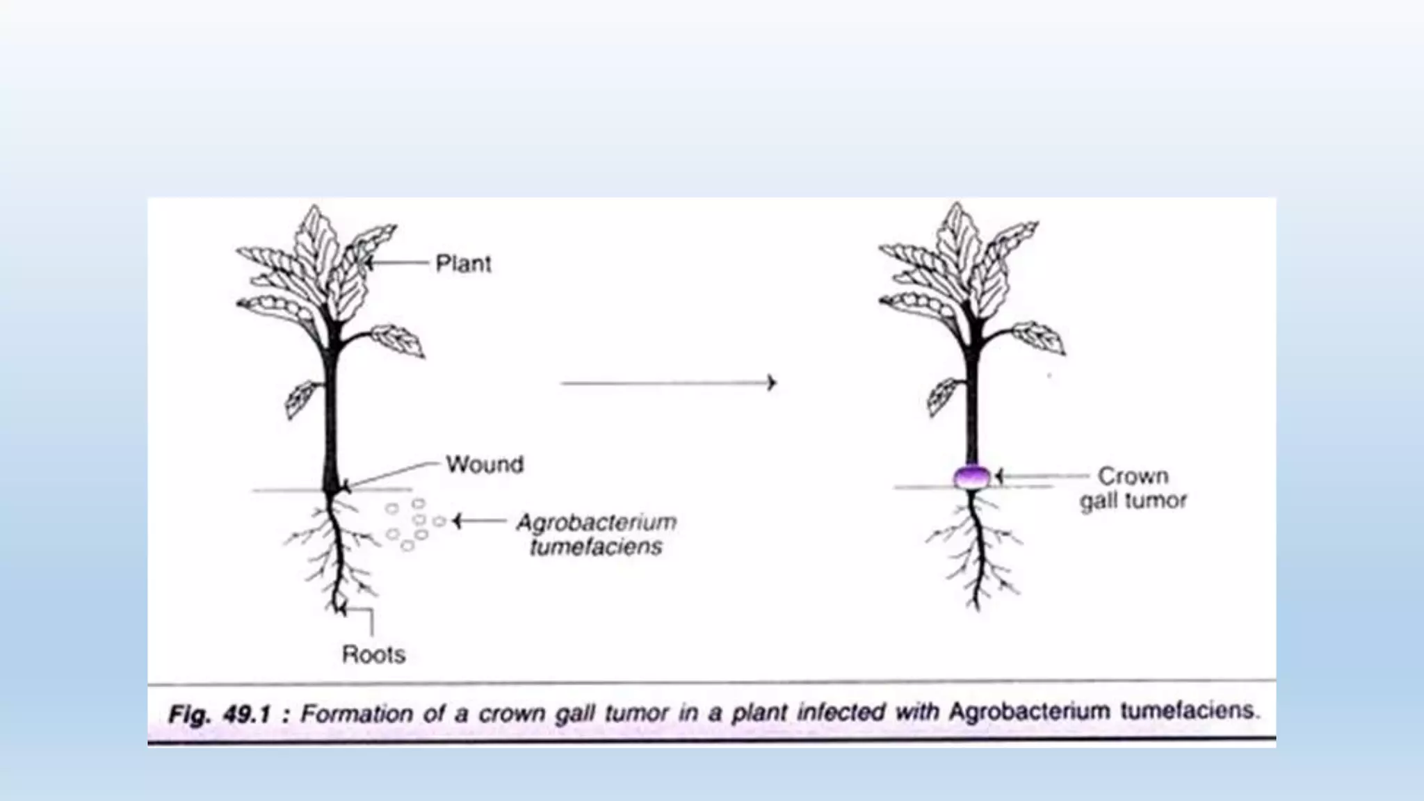 Gene transfer in plants | PPTX