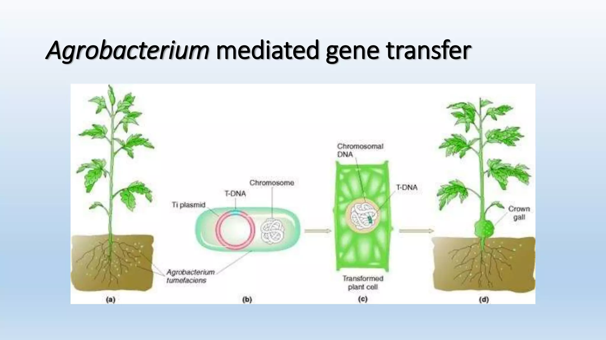 Gene transfer in plants | PPTX