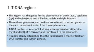 Gene transfer in plants | PPTX